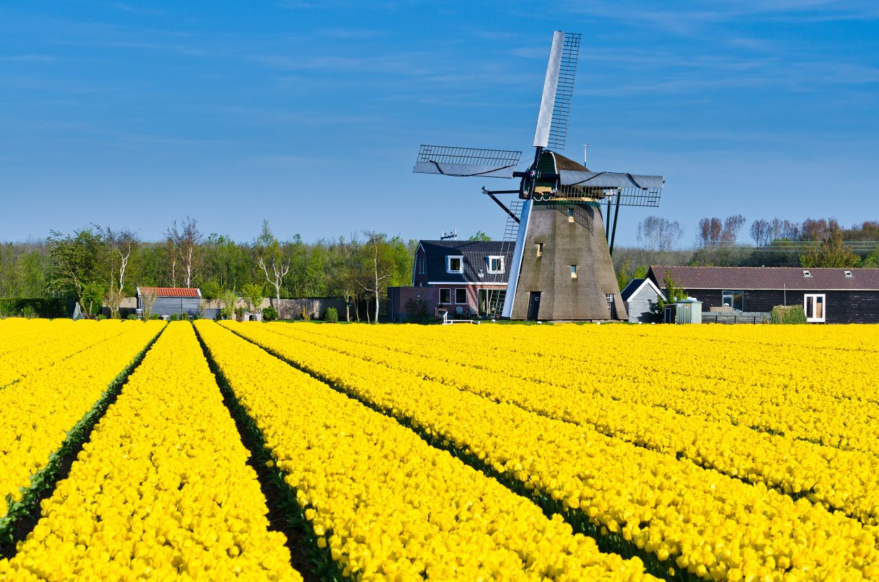 Is Haarlem Worth Visiting? Pros, Cons & Top Tips (2025)